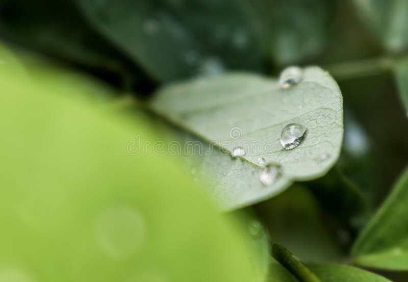 A Clear Bright Water Drop on the Backside of a Fresh Leaf Stock Image ...