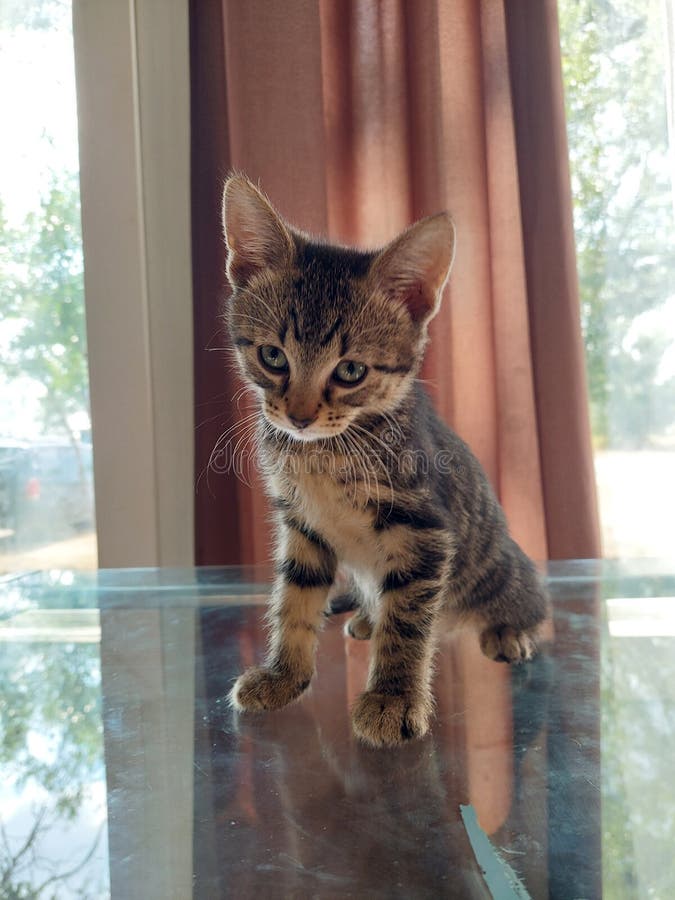 Clear call cat stock image. Image of kitten, call, mammal - 227393643