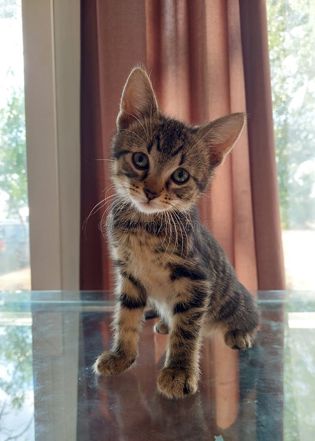 Clear call cat stock image. Image of kitten, nose, mammal - 227393671