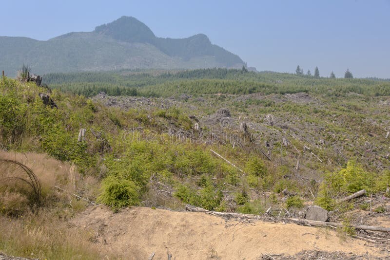 Clear Ccut and Regrowth in Oregon. Stock Image - Image of flora, high ...