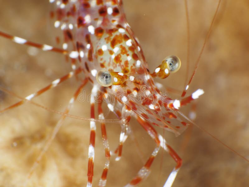 Clear cleaner shrimp stock photo. Image of nature, animal - 66159426