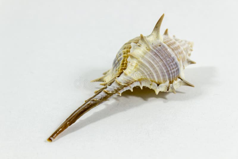 Clear Close Shot of Beautiful Seashell with White Background Stock ...