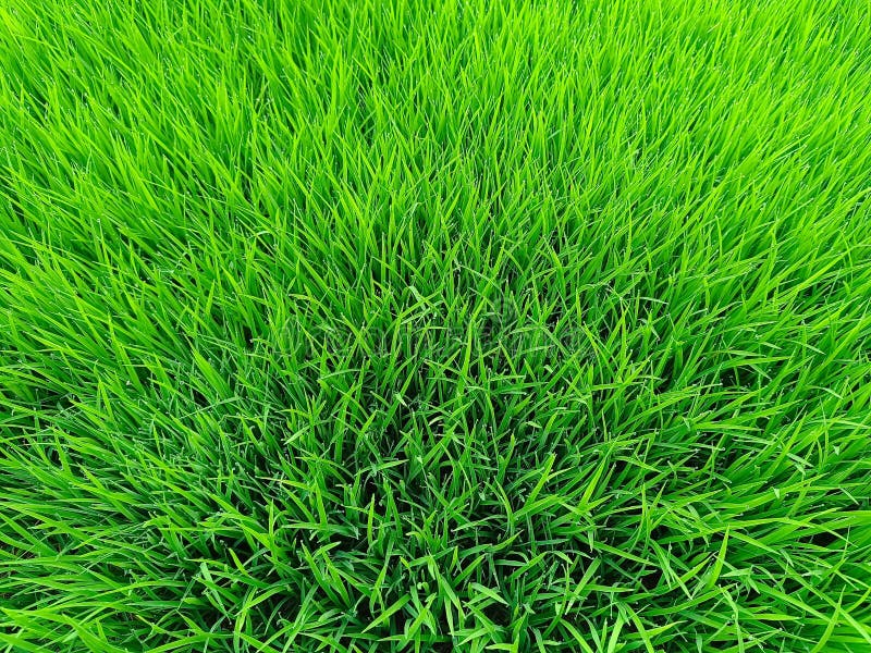 Clear Close-up of Lush Green Young Rice Blades in Natural Pattern Stock ...