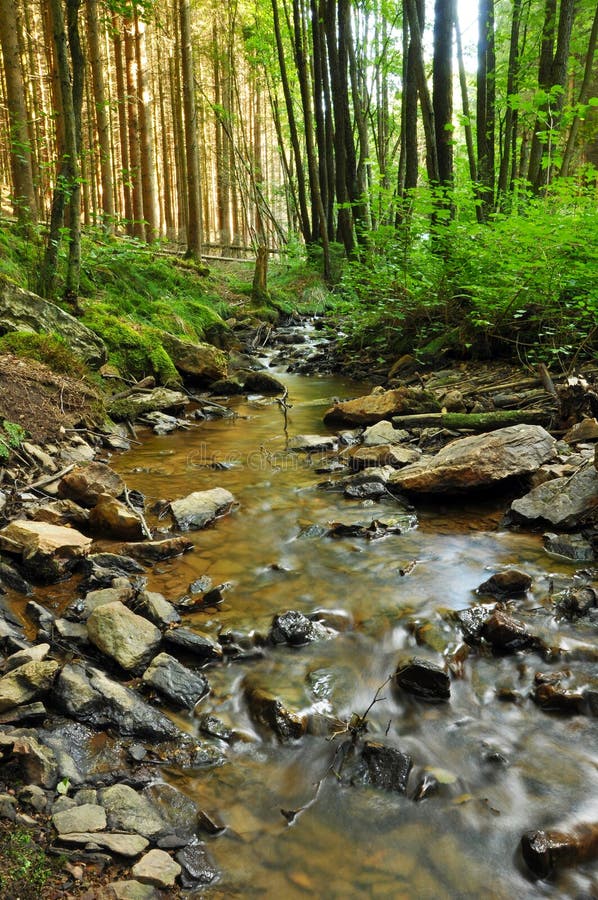 Creek in a Forest stock image. Image of foliage, fresh - 30194295