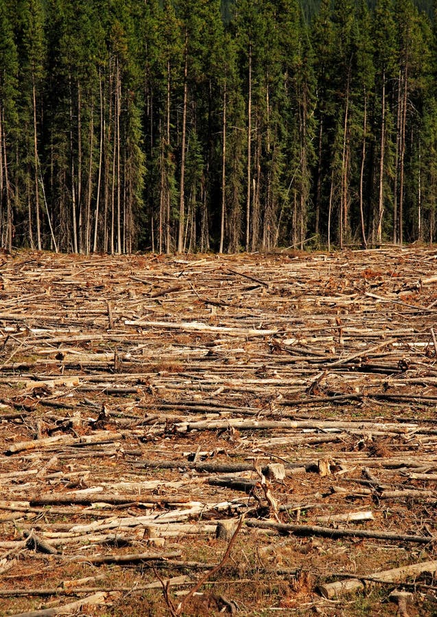 3,124 Clear Cut Forest Stock Photos - Free & Royalty-Free Stock Photos ...