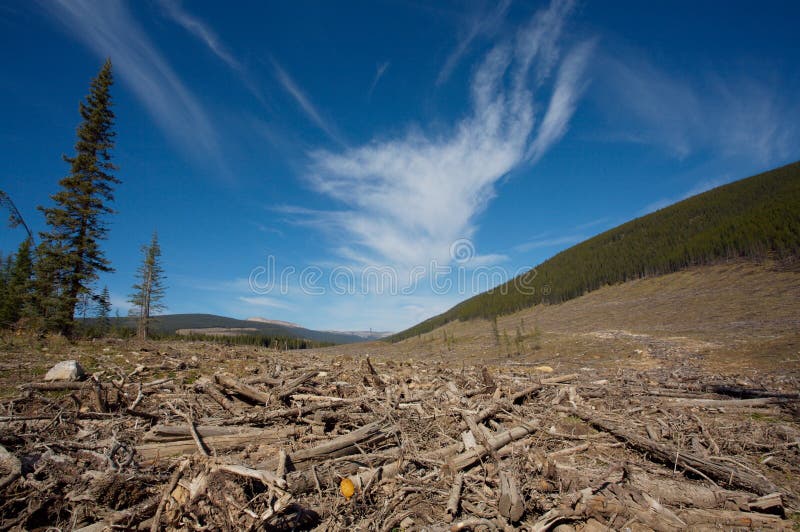 Clear cut forest stock image. Image of lumber, devastated - 15902375