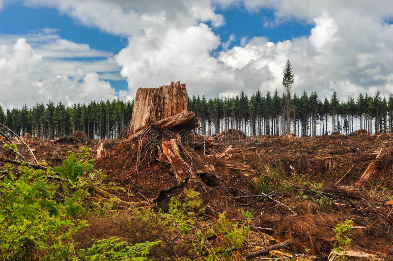 Clear Cut Forest and Large Tree Stump Stock Image - Image of mountain ...