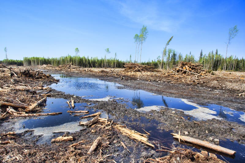 Clear cut stock photo. Image of canada, logging, clearing - 75689682