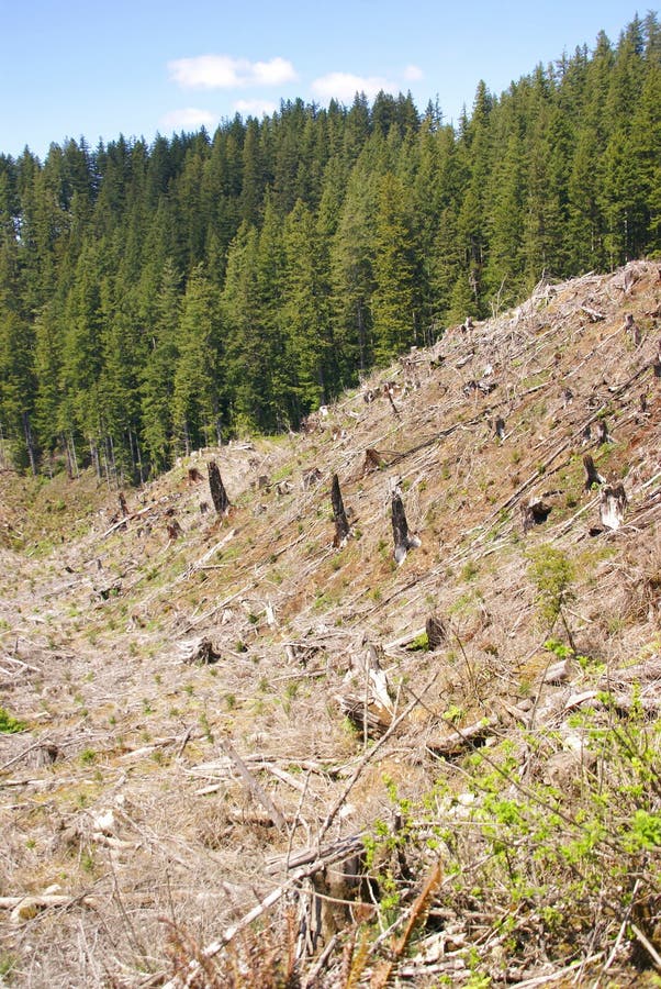 Clear-cut Logging Operation Stock Photo - Image of deforestation ...