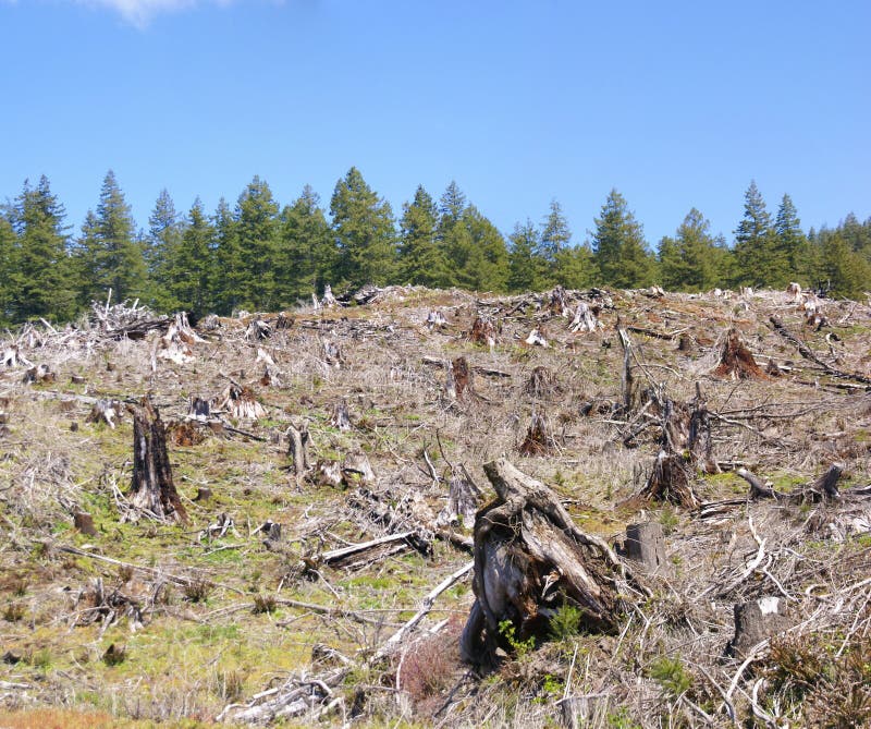 Clear cut logging slope stock photo. Image of mountains - 9829028