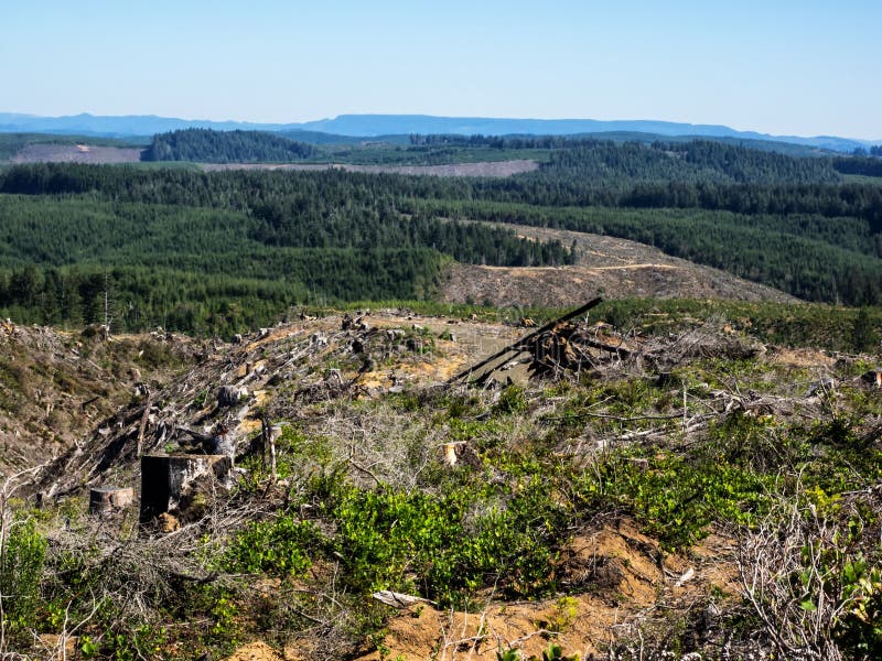 Clear-cut Logging Operation Stock Photo - Image of deforestation ... Clear-cut Logging Operation Stock Photo - Image of deforestation ...
