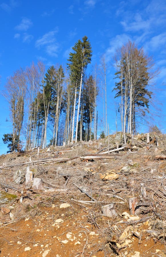 Clear Cutting stock image. Image of panorama, mastigouche - 2650113