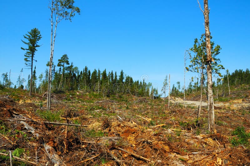 Clear-cutting Operation stock photo. Image of canada - 11120102