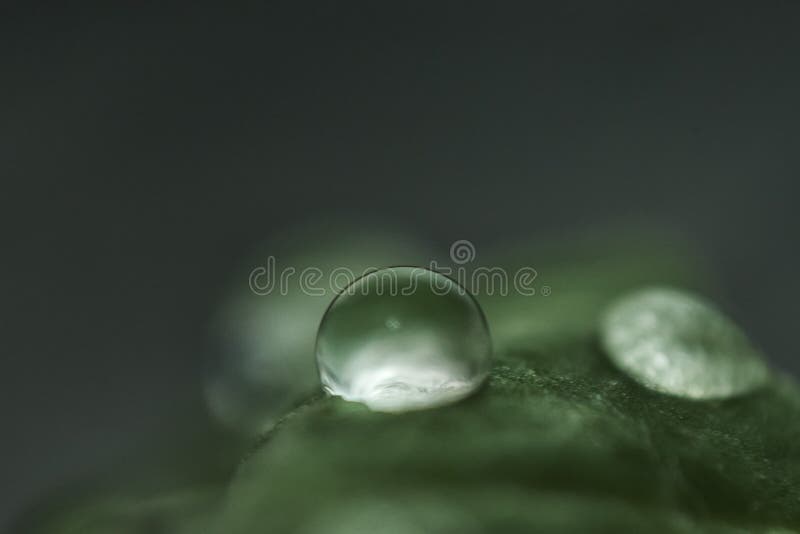 Clear, Dew, Droplet Picture. Image: 109917739