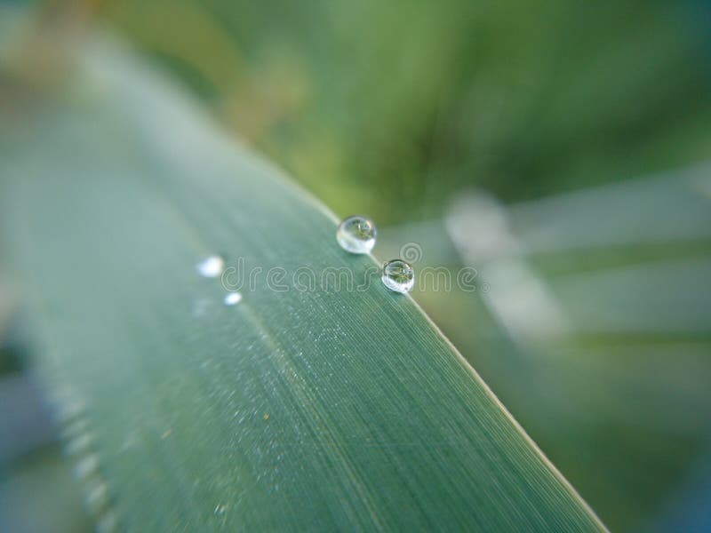 Clear Dew Drops on the Leaves Stock Photo - Image of leaf, background ...