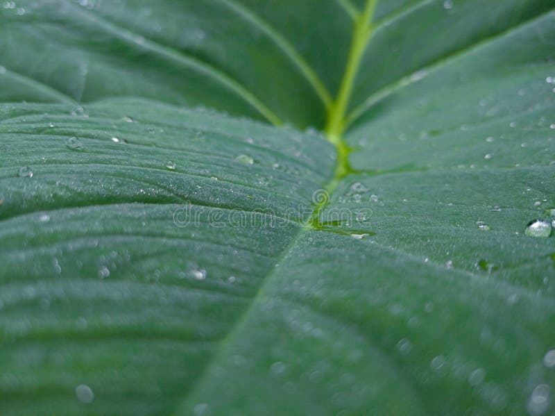 Drop of Dew in Morning on Leaf Stock Image - Image of background, drop ...