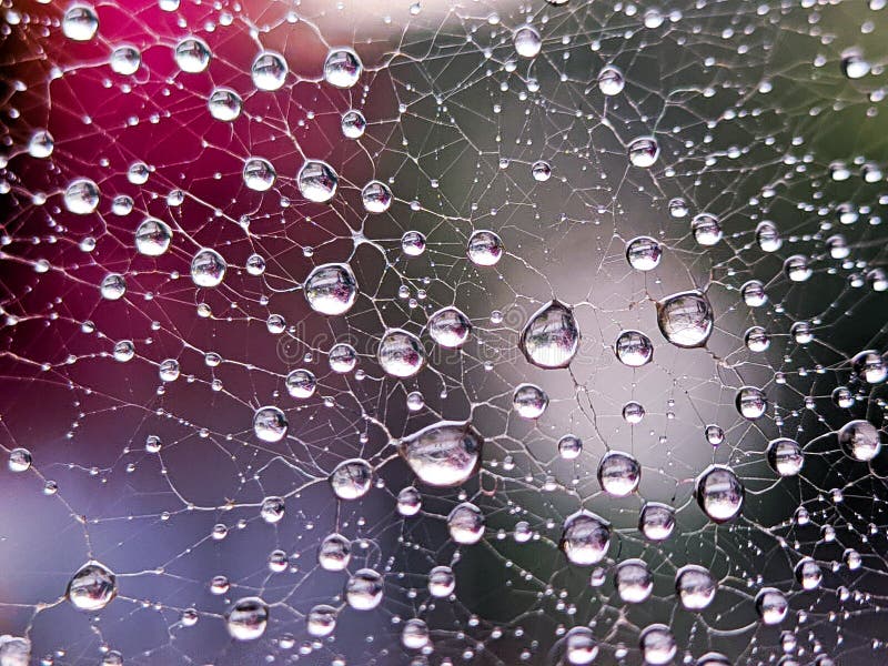 Clear Dews on the Spider Net Stock Photo - Image of macro, clear: 196805304