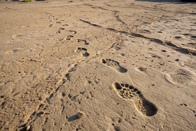 Clear Diagonal Footprints in Rough Sandy Ground Stock Illustration ...