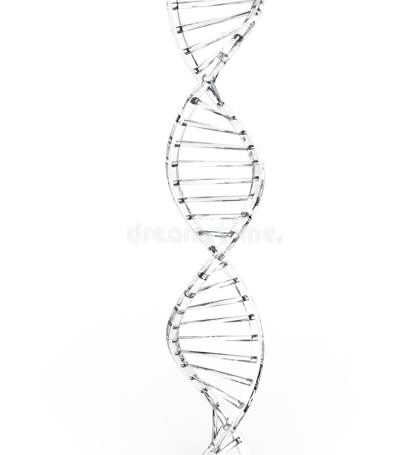 Clear DNA Strand stock illustration. Illustration of chemical - 59005566
