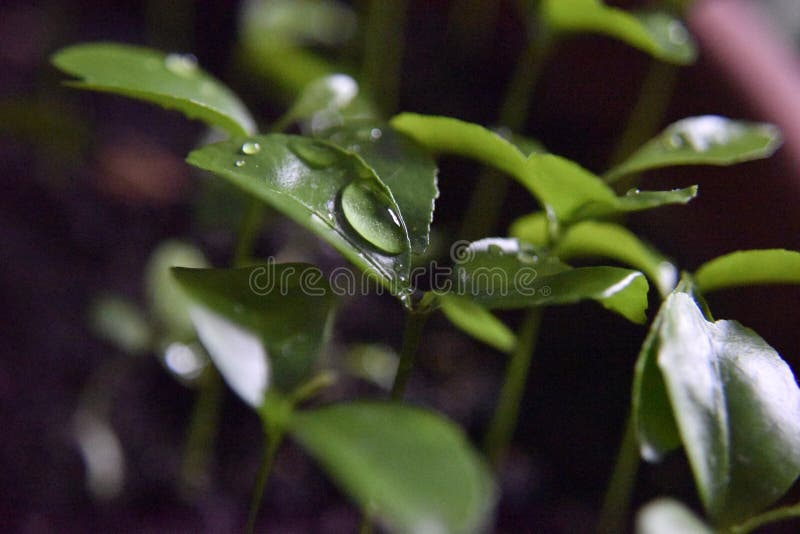 Clear Drop of Water on the Green Leaf Stock Photo - Image of green ...