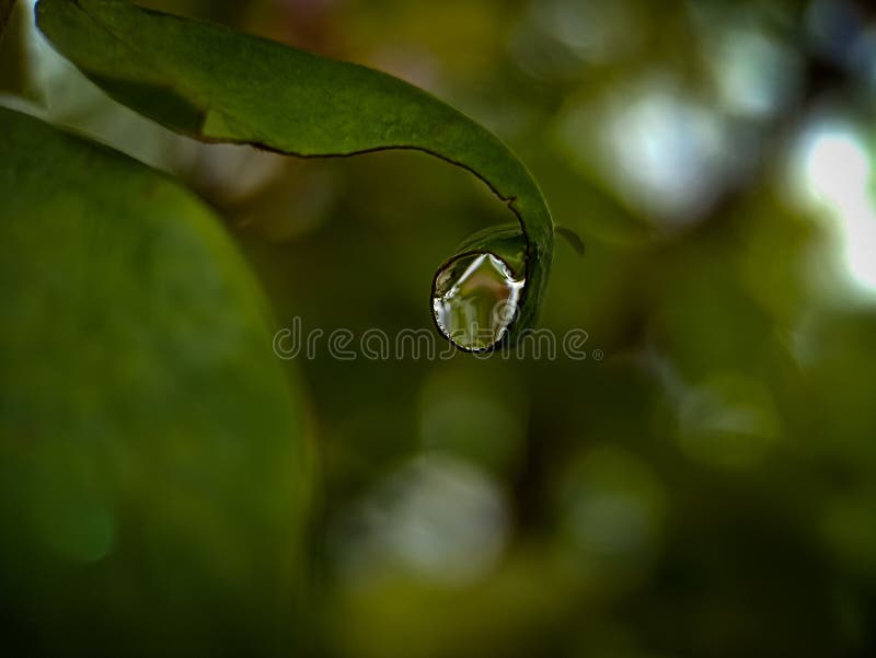 The Clear Drop of Water Trapped in the Roll of the Leaf Tip Stock Image ...