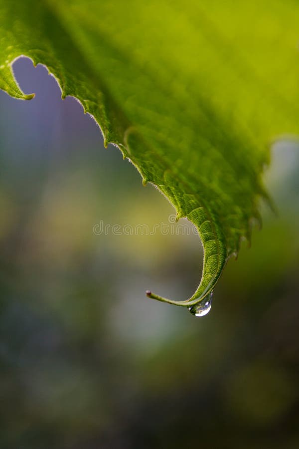 Clear Drop of Water on a Vine Leaf Stock Photo - Image of nature ...