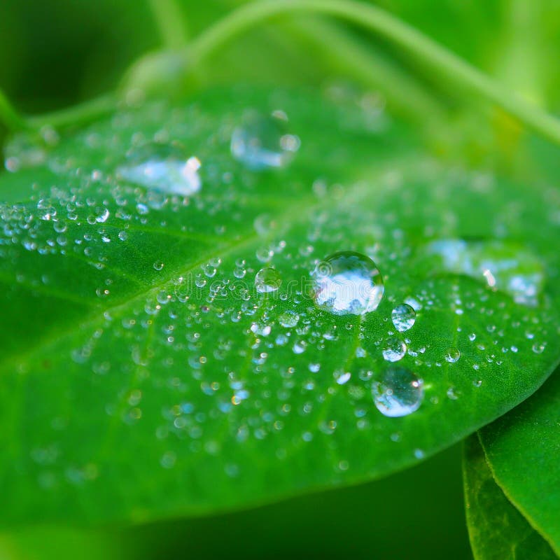 Clear Drops of Dew on a Green Leaf Stock Photo - Image of green, lush ...