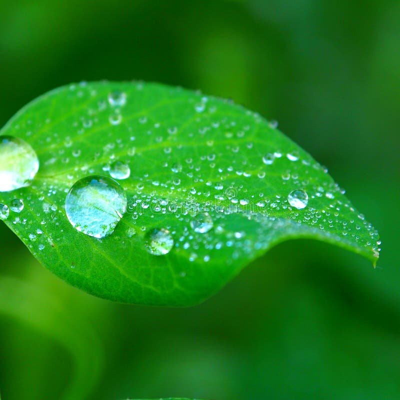 Clear Drops of Dew on a Green Leaf Stock Photo - Image of natural ...