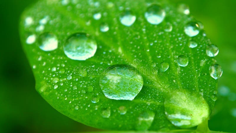 Clear Drops of Dew on a Green Leaf Stock Photo - Image of green ...