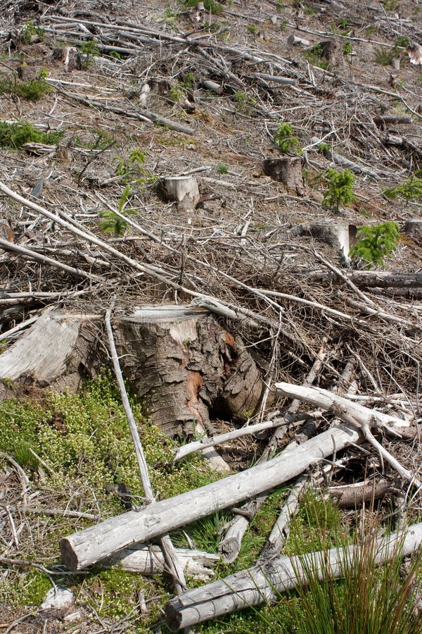 Clear fell 1 stock image. Image of trees, conifer, felling - 14612469