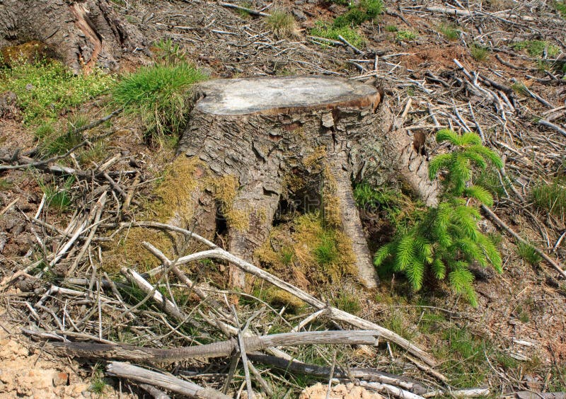Clear fell 4 stock image. Image of regrowth, stump, conifer - 14612637