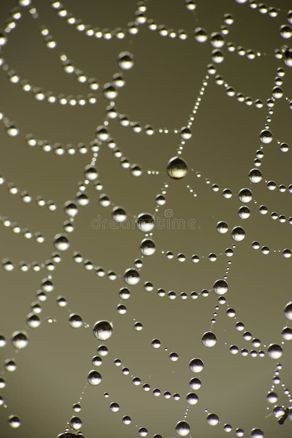 Clear Fog Drop on Spider Net Stock Photo - Image of forrest, close ...