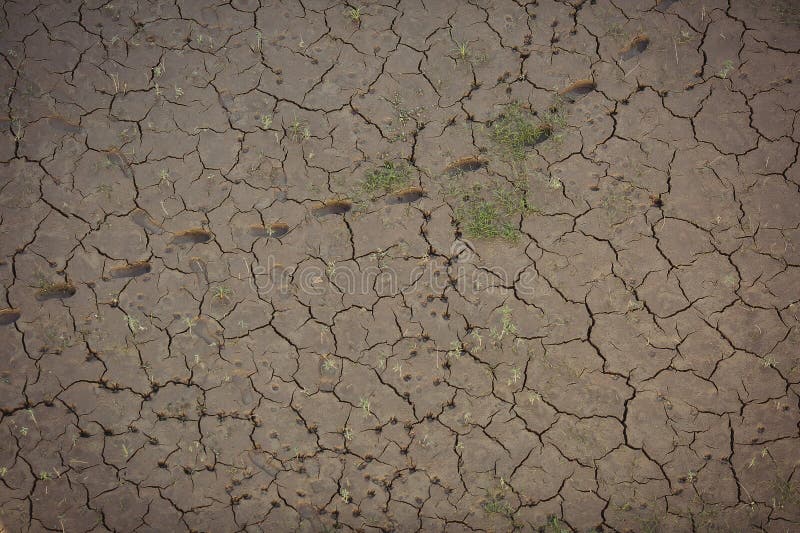 Clear Footprints on a Parched Soil Surface Reveal the Movement of ...