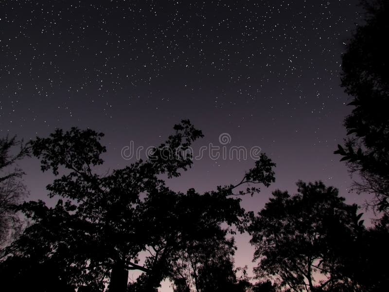 Clear Forest Night Sky at Dawn Background Stock Image - Image of ...