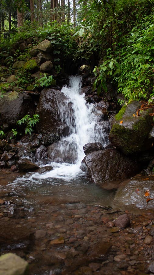 Clear Forest Spring Water in a Lush Forest Environment Stock Photo ...
