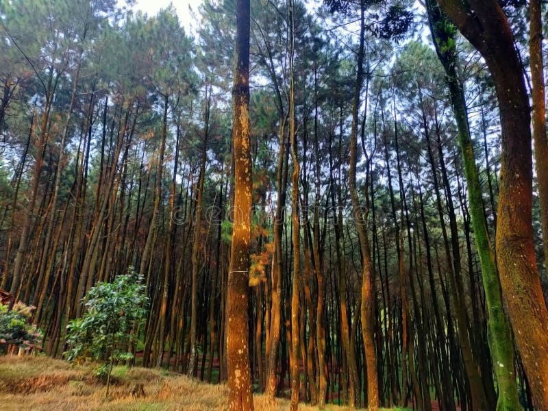 Clear Fresh Air in the Middle of Pine Forest Stock Image - Image of ...