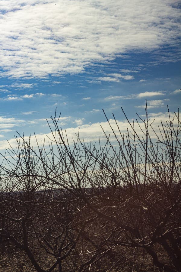 Fruittrimming Trees Stock Photos - Free & Royalty-Free Stock Photos ...