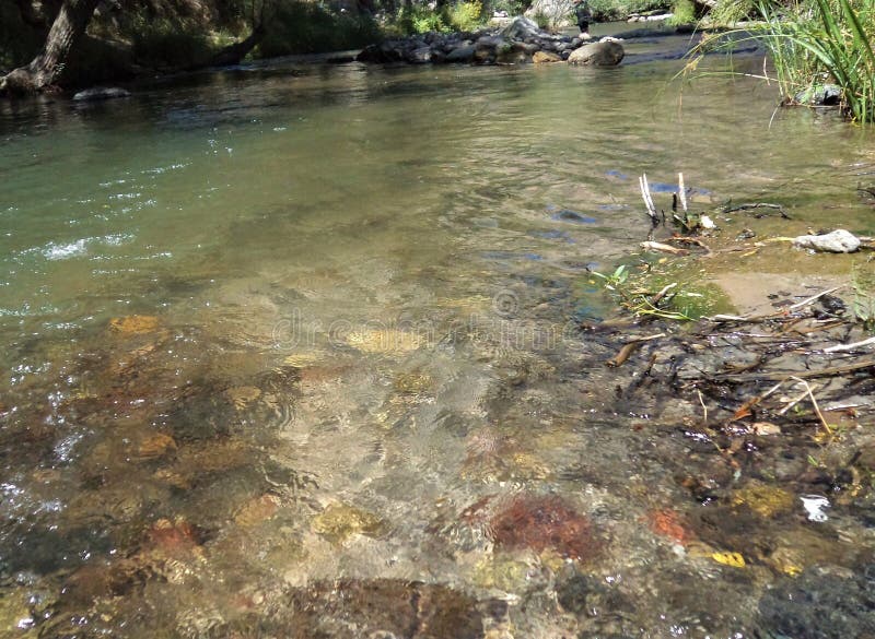 Clear Green River, Natural View Stock Photo - Image of clear ...