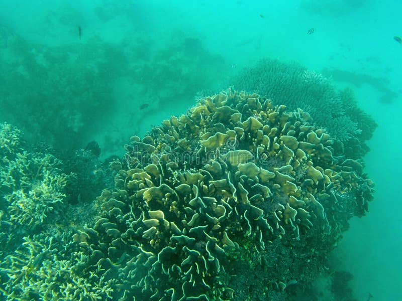 Clear Green Sea Water Overlook the Coral Reefs Stock Photo - Image of ...