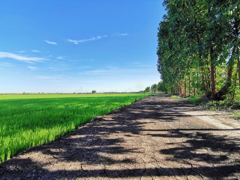 On a Clear Holiday the Road on the Ground Has Bright Green Trees. and ...