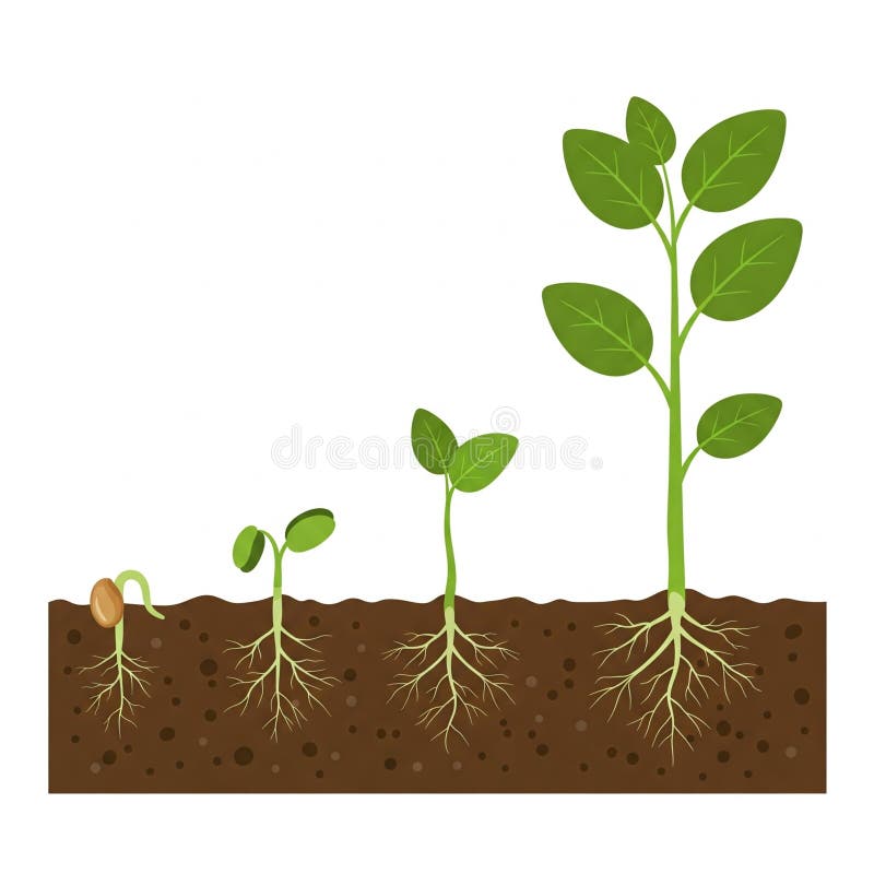 Illustration of Plant Growth Stages from Seed To Mature Plant Stock ...