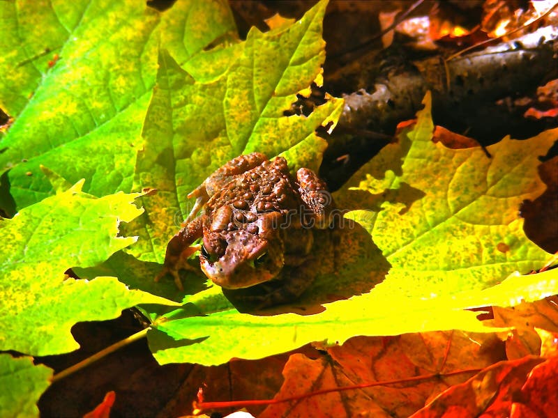 Wonderful Exposure of Toad Basking in the Sun Stock Photo - Image of ...