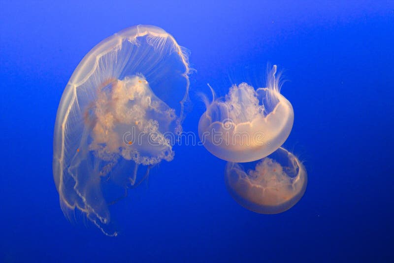 Clear jelly fish stock image. Image of ocean, marinelife - 41913737