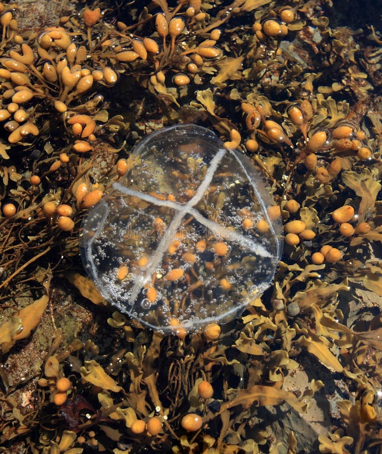 Cross Jellyfish Stock Photos - Free & Royalty-Free Stock Photos from ...