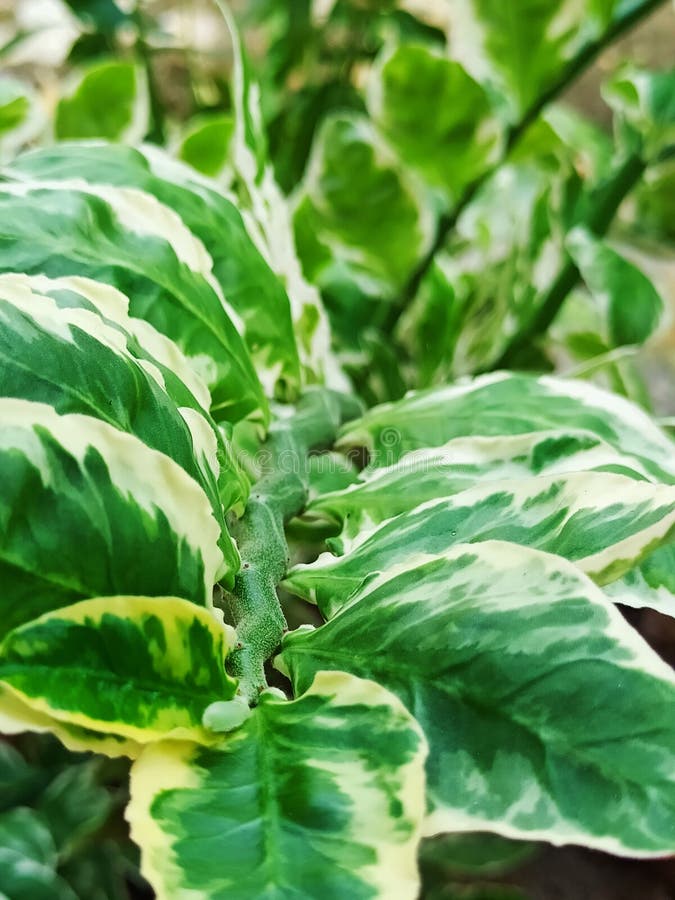 Clear leaves reveal beauty stock image. Image of leaves - 227447897