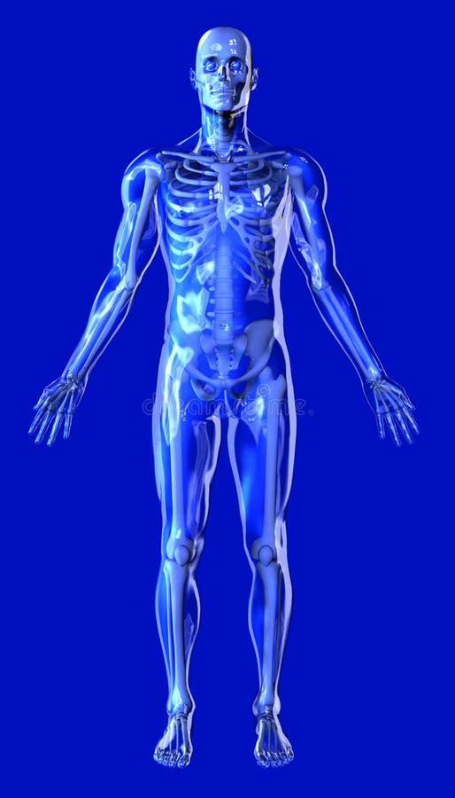 Clear Man with Skeleton - Includes Clipping Path Stock Illustration ...