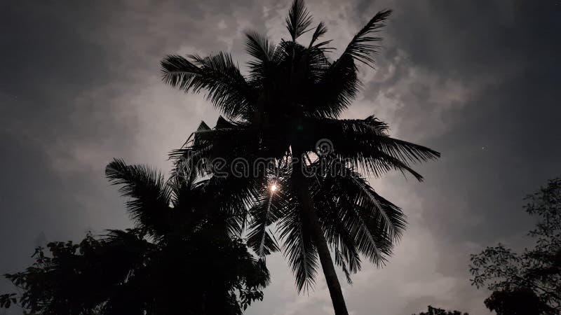 A Clear Moonlit Night Covered in Trees Stock Photo - Image of night ...