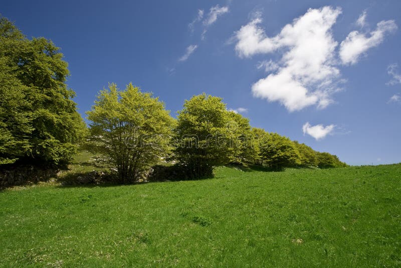 Clear mountain spring stock photo. Image of flower, bloom - 8454122