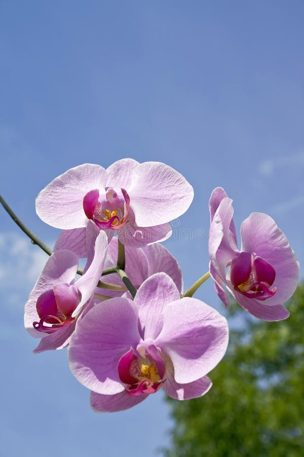 Clear nature stock image. Image of flower, reflection - 12091169