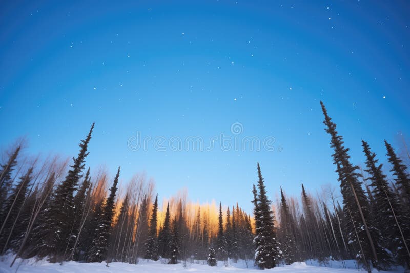 Clear Night Sky Over a Snowy Forest Clearing Stock Image - Image of ...